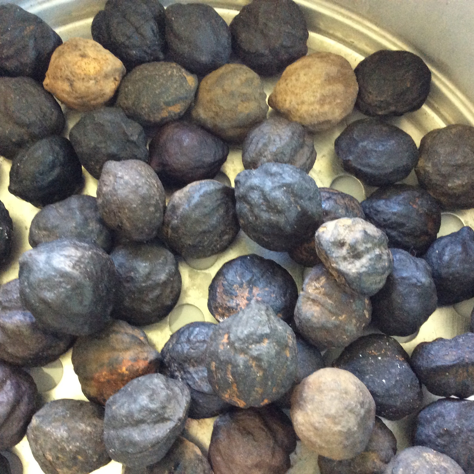 Kukui Nuts Candlenuts Natural Hawaiian Seed Lei Supply | Etsy