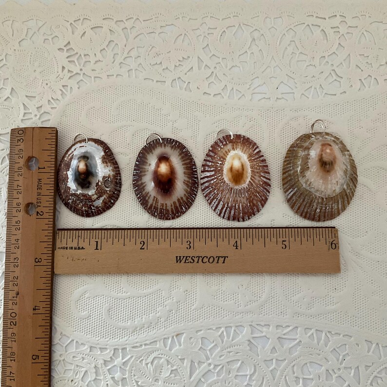 Opihi Shell - Pendant - Limpet Shell - Polished - Hawaii - Etsy