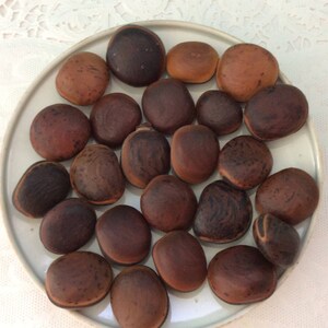 Sea Beans - Mucuna - Ojo De Buey - Drift Seeds - Ox Eye Seeds - Natural ...