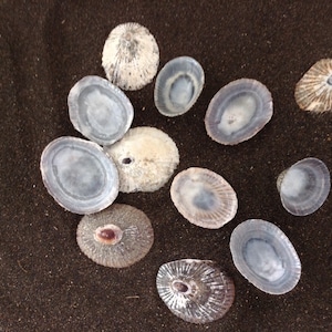 Opihi Shells: Hawaiian Limpet Shells, Jewelry Craft Supplies - Etsy