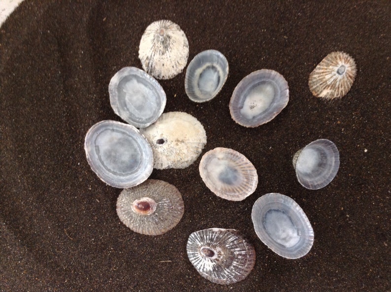 Opihi Shells: Hawaiian Limpet Shells, Jewelry Craft Supplies - Etsy