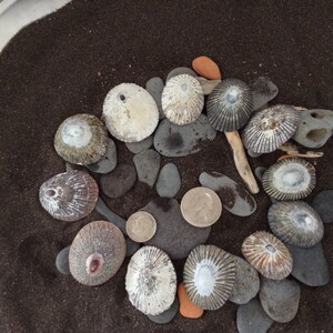 Opihi Shells: Hawaiian Limpet Shells, Jewelry Craft Supplies - Etsy
