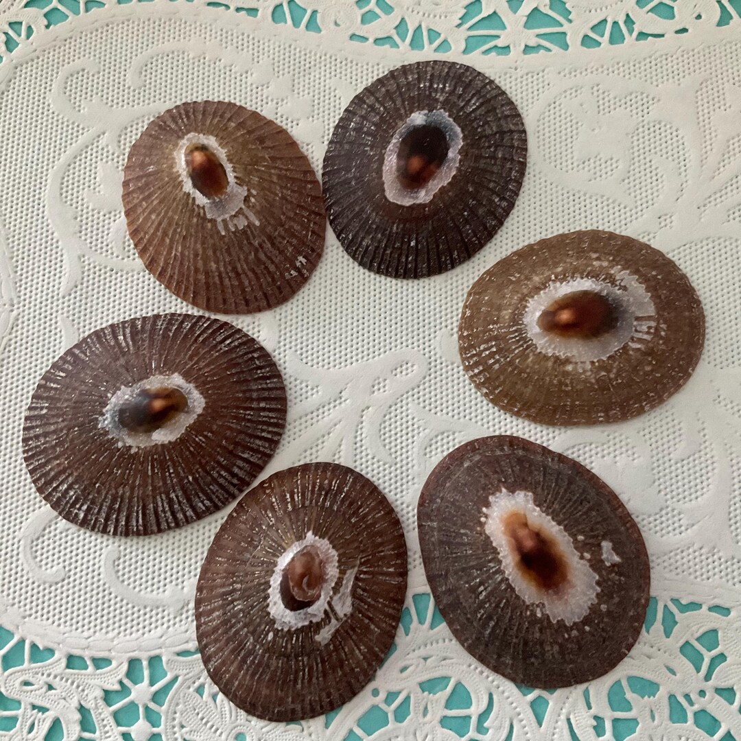 Opihi Shells - Limpets - 2”- 2 1/2” - Hawaii - Hula Headdress ...