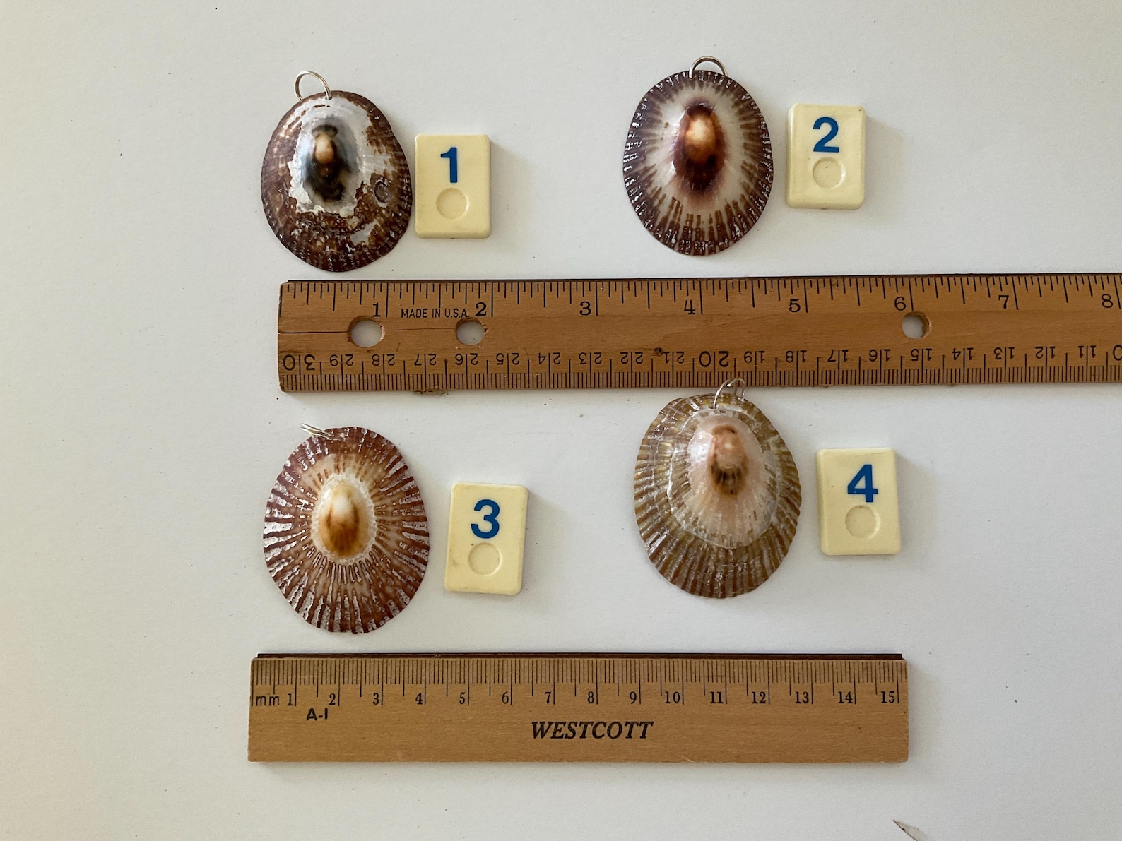 Opihi Shell - Pendant - Limpet Shell - Polished - Hawaii - Etsy