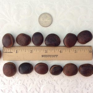 Sea Beans - Mucuna - Ojo De Buey - Drift Seeds - Ox Eye Seeds - Natural ...