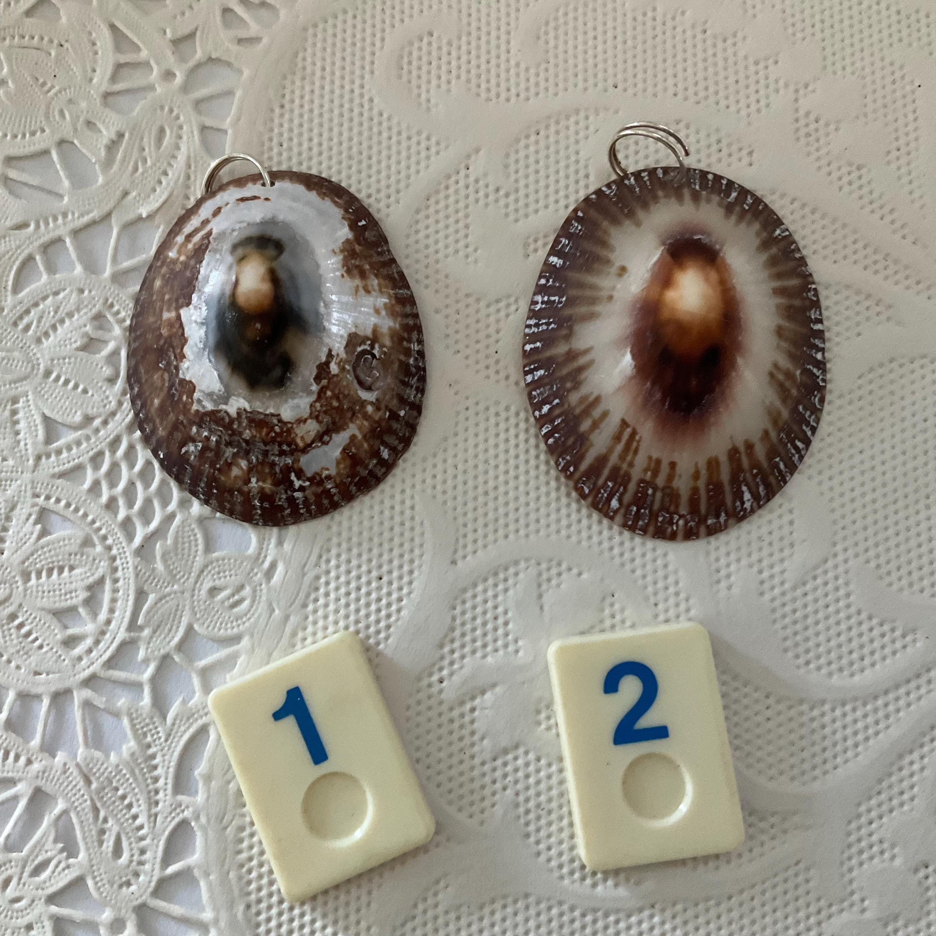 Opihi Shell - Pendant - Limpet Shell - Polished - Hawaii - Etsy