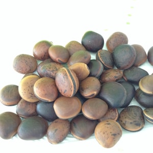 Sea Beans - Mucuna - Ojo De Buey - Drift Seeds - Ox Eye Seeds - Natural - Surf Tumbled ...