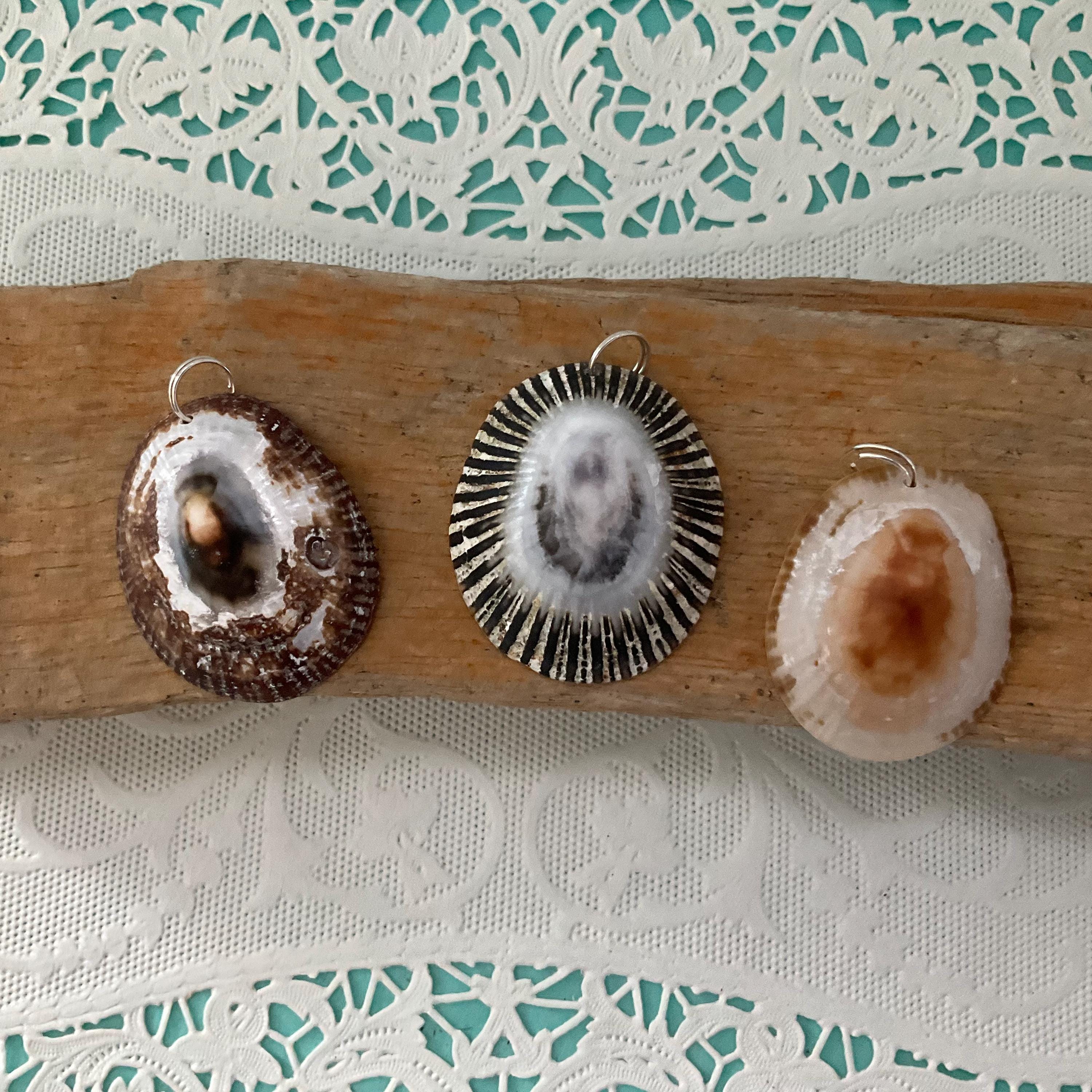 Opihi Shell - Pendant - Limpet Shell - Polished - Hawaii - Etsy