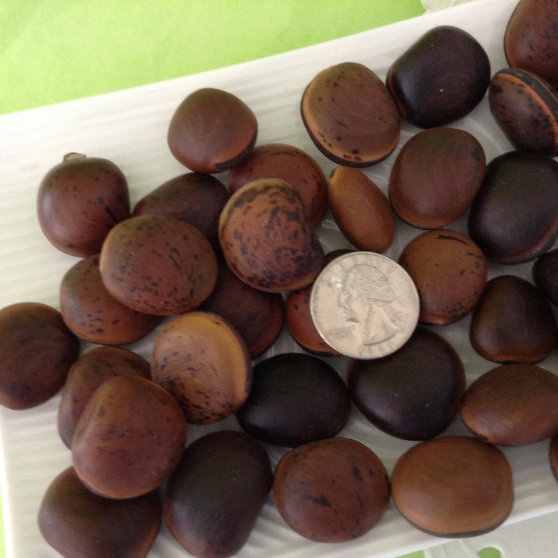 Sea Beans - Mucuna - Ojo De Buey - Drift Seeds - Ox Eye Seeds - Natural ...