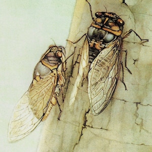 Edward Julius Detmold [1921] "the Cicada" - Fabre's Book of Insects ...
