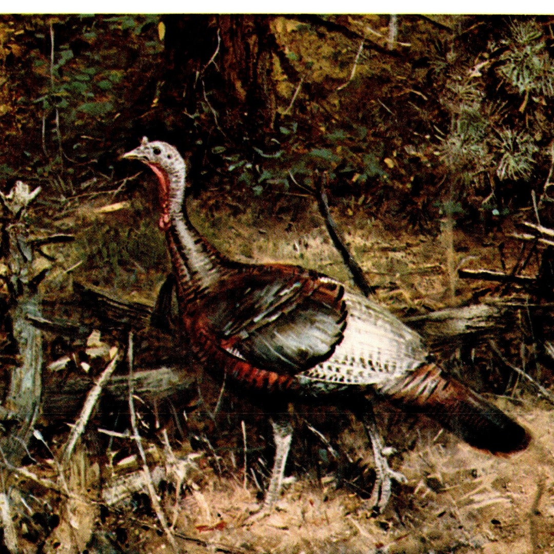 Robert Abbett wild Turkey Vintage Art Book Page - Etsy