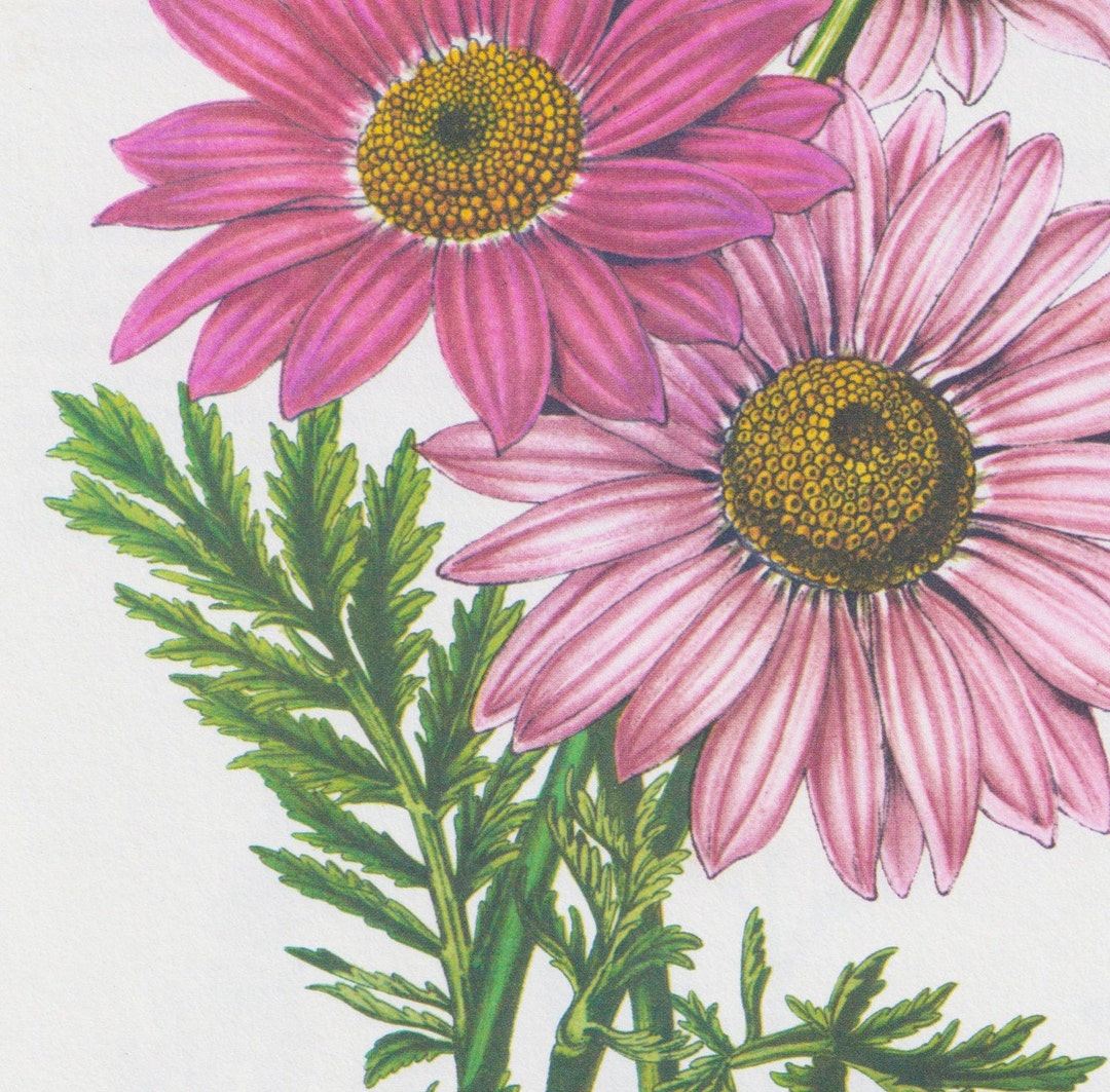 Feverfew (pyrethrum Carneum) Vintage Botanical Flower Art Page - Etsy