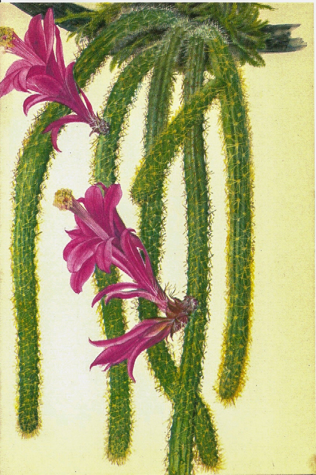 Rattail Cactus, Mexico 1970s Vintage Color Botanical Book Plate 4x6 - Etsy