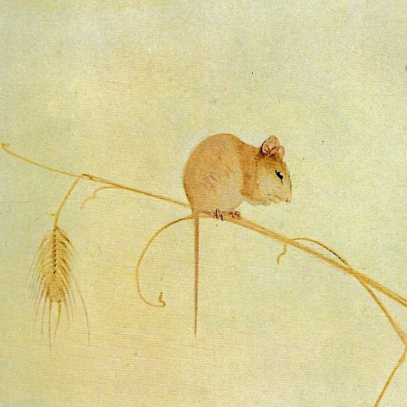 Edward Julius Detmold 1909 the Town Mouse & the - Etsy
