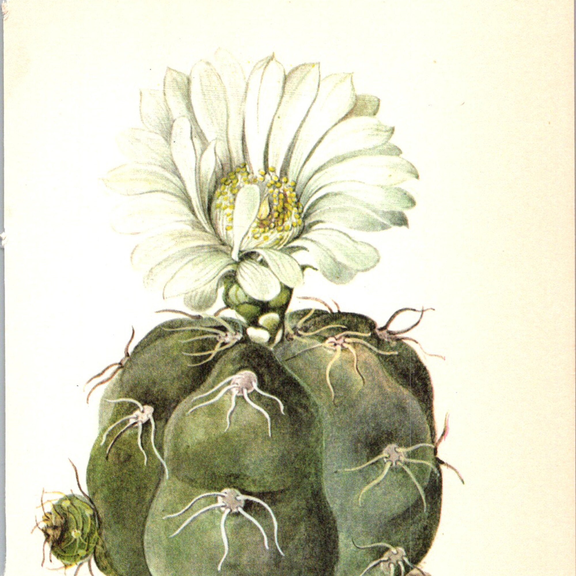 Spider Cactus, Uruguay 4 1/2 X6 1/2 Vintage Botanical Book Page - Etsy