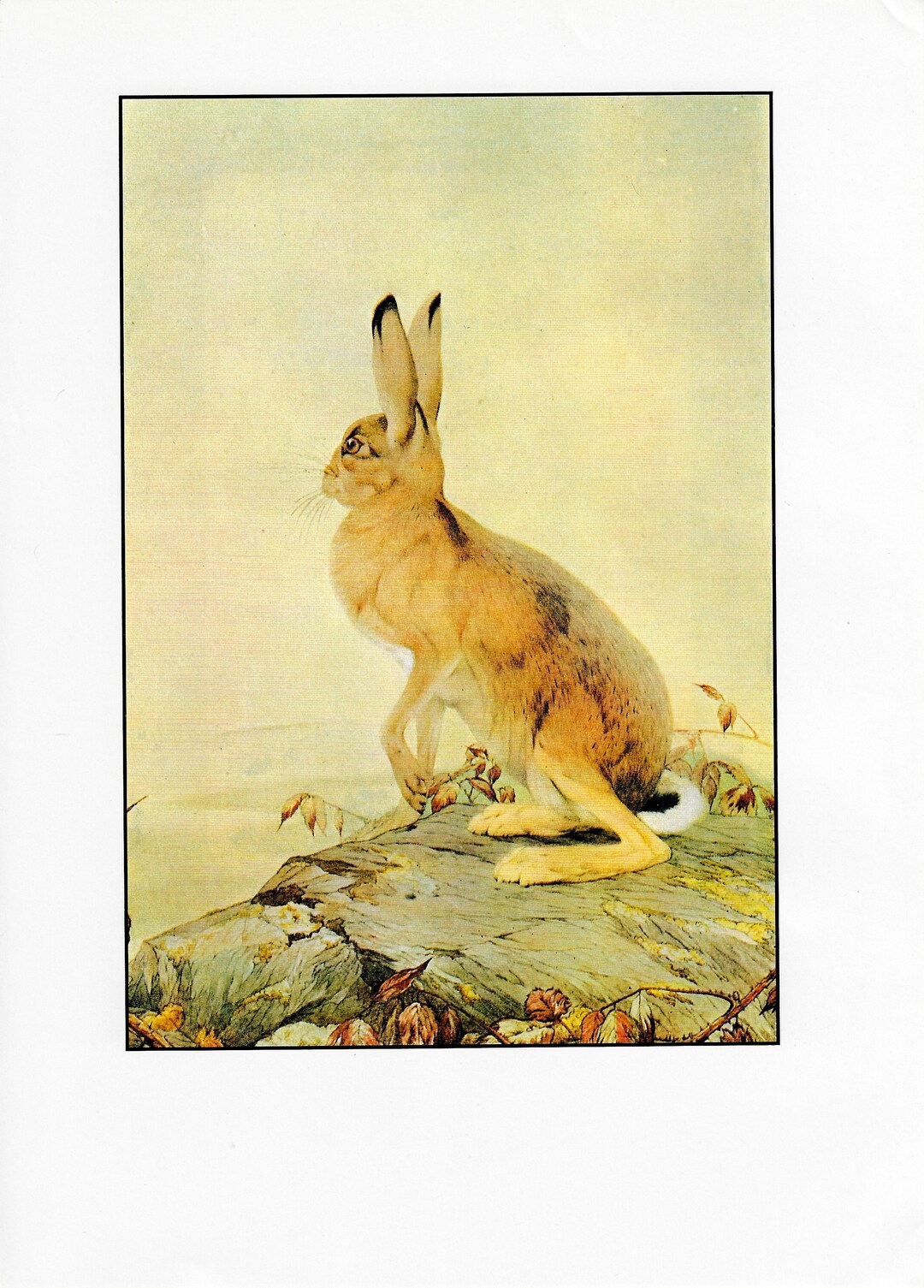 Edward Julius Detmold 1909 "the Hare and the Tortoise" - the Fables of ...