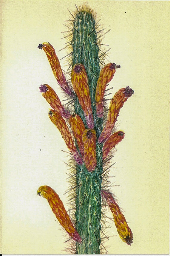 Firecracker Cactus Argentina 1970s Vintage Color Botanical | Etsy