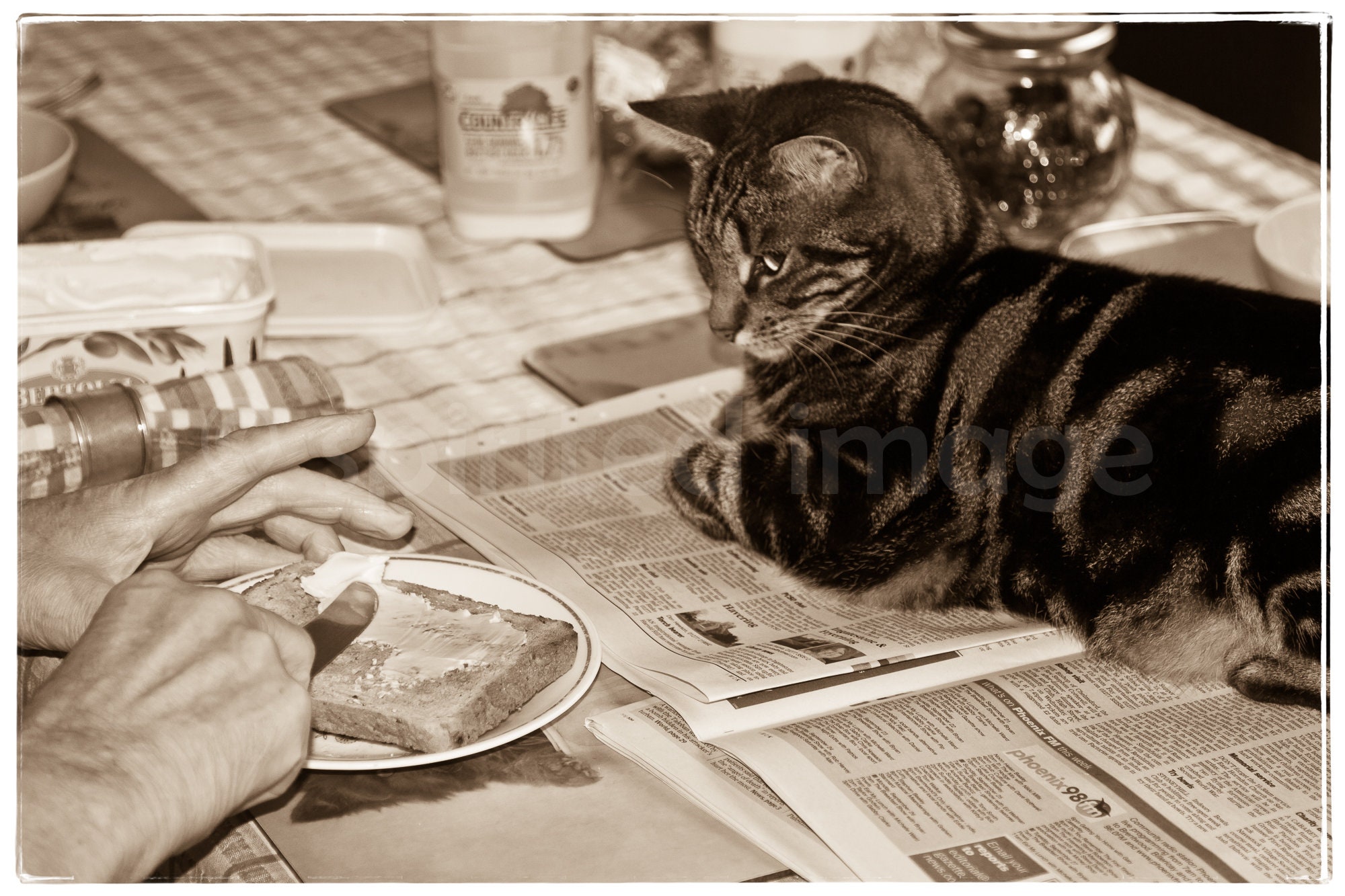 TABBY CAT Photo Print TOAST Cat Humour Cat With Attitude | Etsy