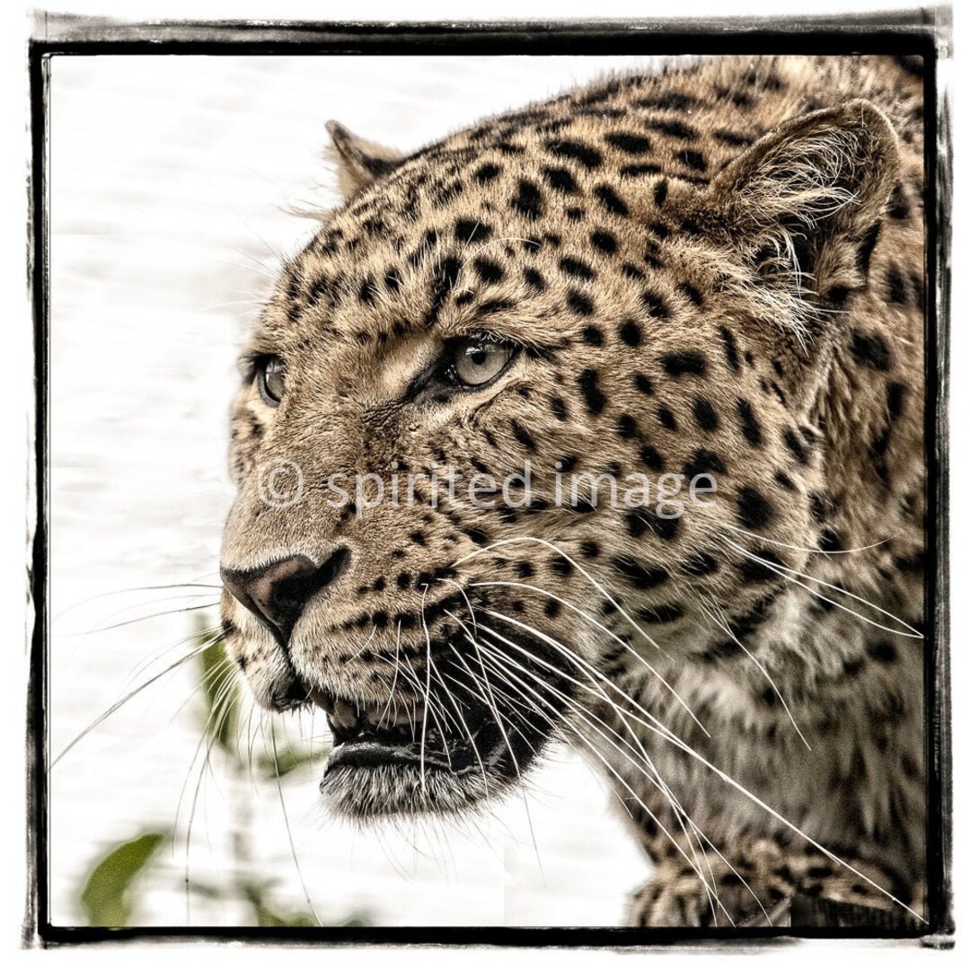 Leopard Portrait Fine Art Print - Etsy