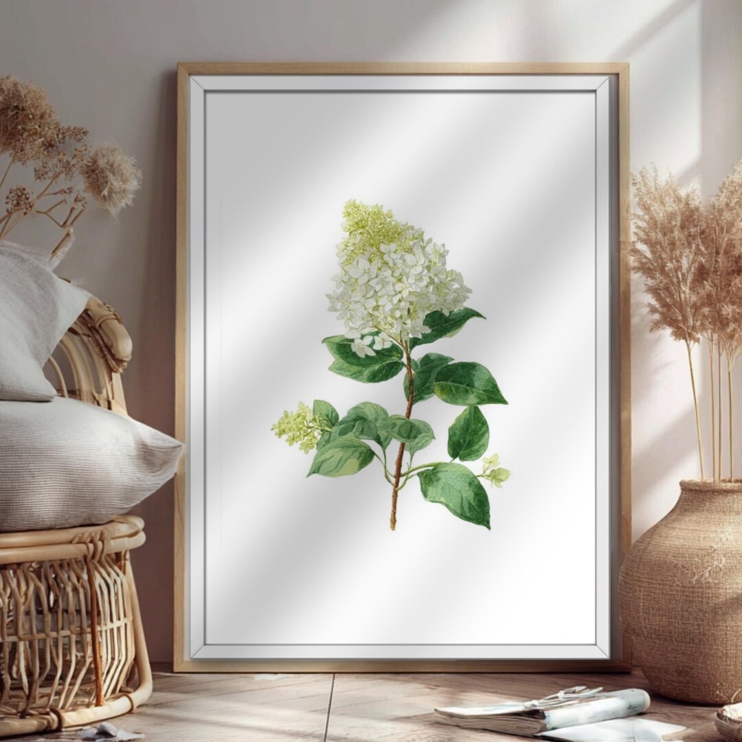 Hydrangea Limelight Art Print, Watercolor Style Botanical Illustration ...