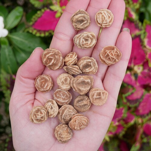 Barite Rose Rocks - Etsy