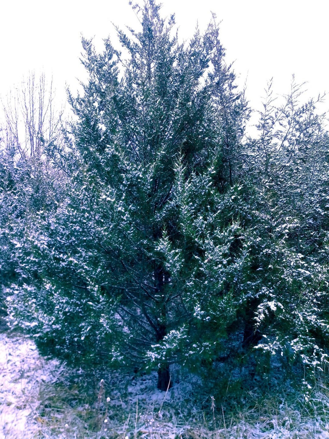 Evergreen Incense Sticks 11" 30 Sticks - Etsy