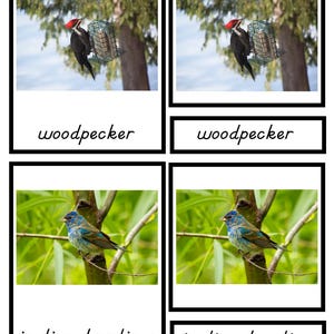 Montessori Backyard Birds 3 Part Cards - Etsy