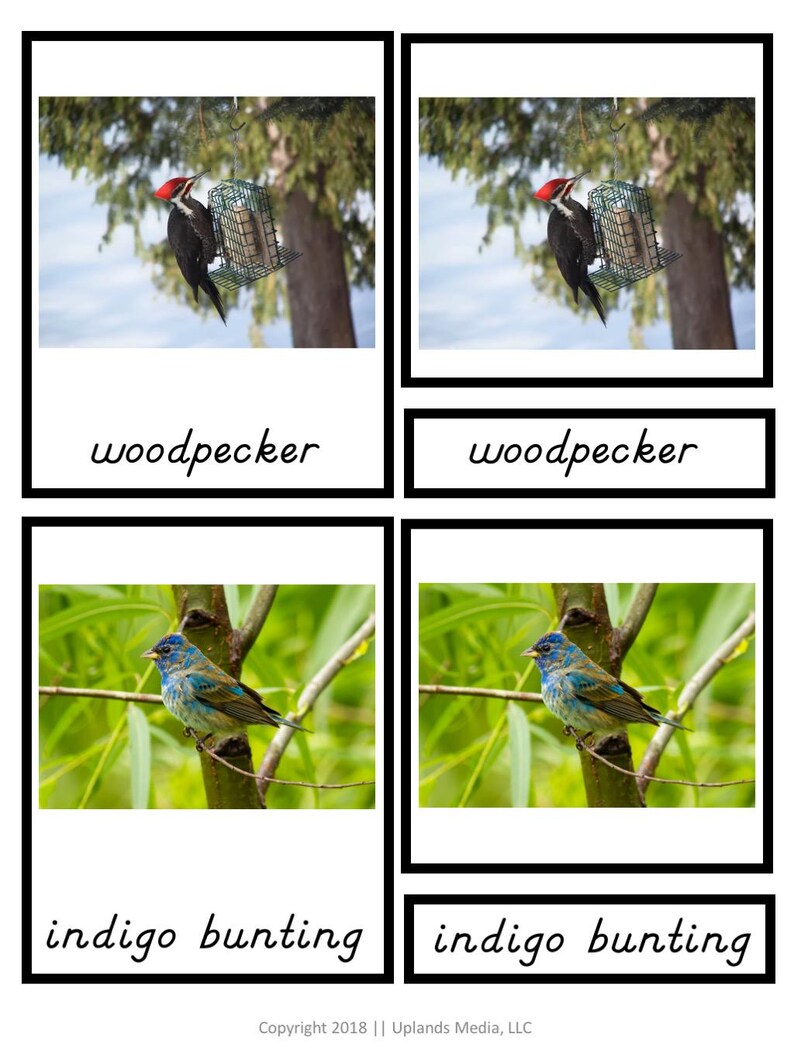 Montessori Backyard Birds 3 Part Cards - Etsy