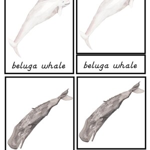 Montessori 3 Part Cards - Types of Whales - Etsy
