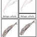 Montessori 3 Part Cards - Types of Whales - Etsy