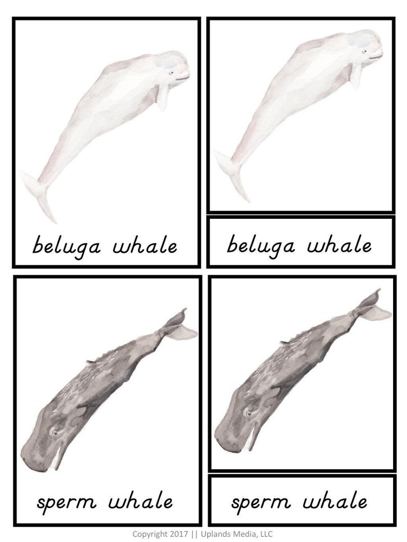 Montessori 3 Part Cards - Types of Whales - Etsy