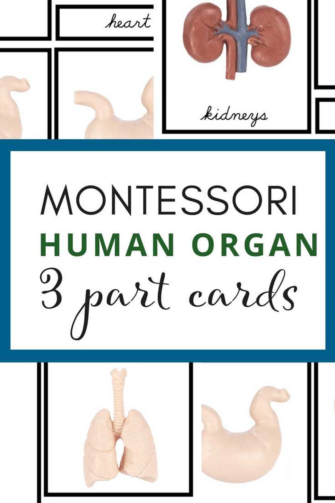 Montessori Human Organs Activity - Etsy