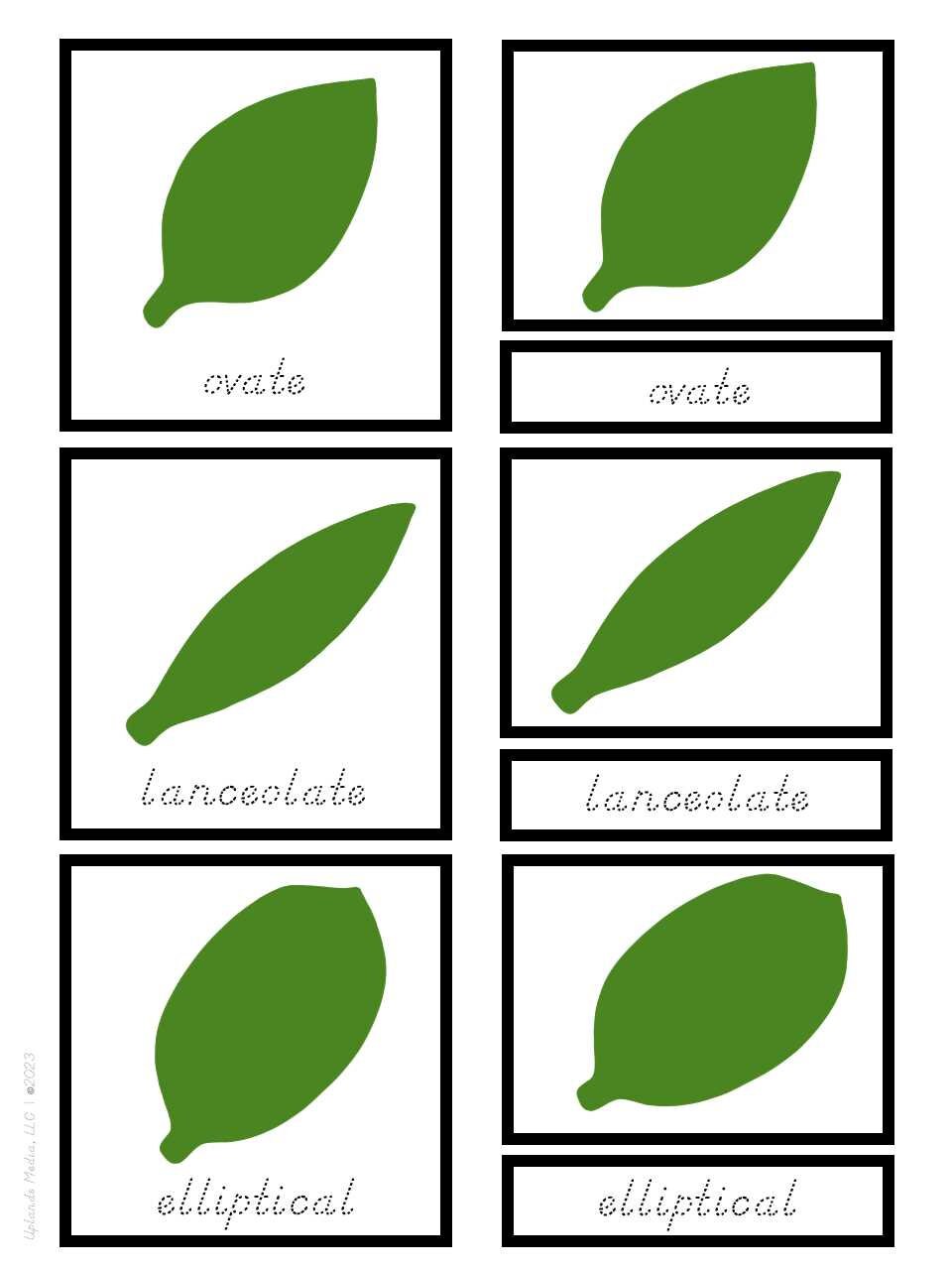 Leaf Shapes Montessori 3 Part Cards for the Botany Cabinet - Etsy