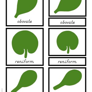 Leaf Shapes - Montessori 3 Part Cards for the Botany Cabinet - Etsy