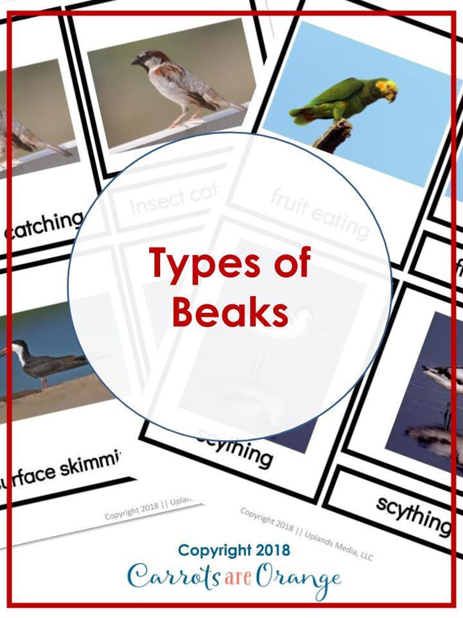 Types of Beaks Montessori 3 Part Cards - Etsy