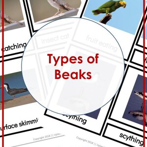 Types of Beaks Montessori 3 Part Cards - Etsy
