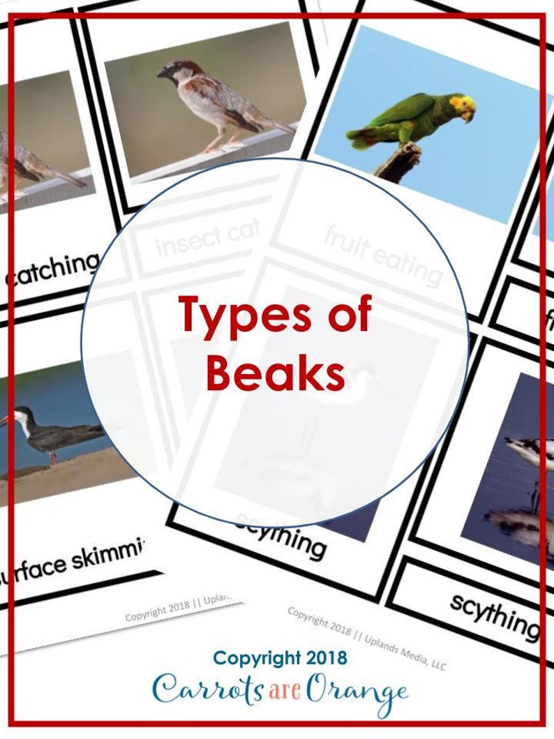 Types of Beaks Montessori 3 Part Cards - Etsy