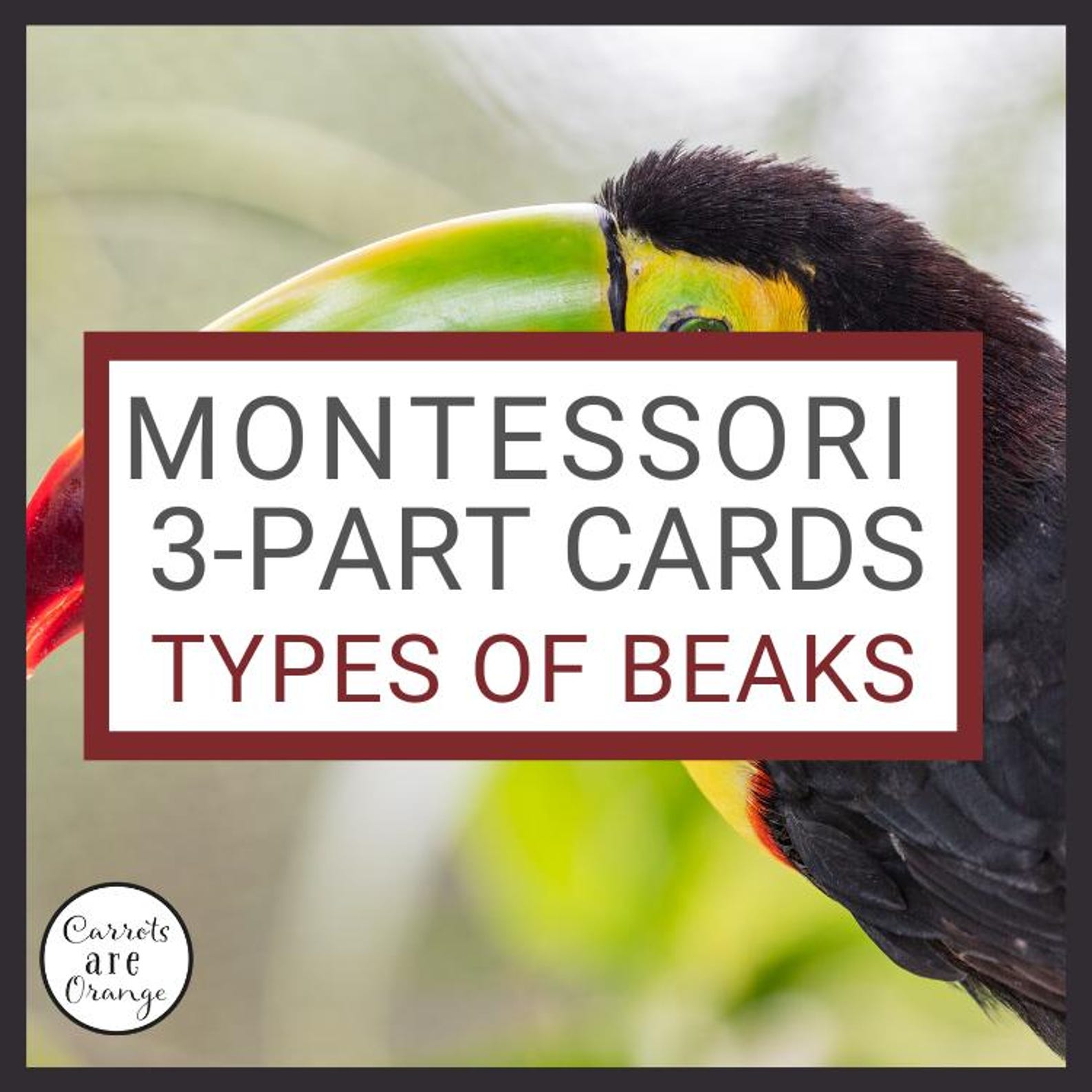 Types of Beaks Montessori 3 Part Cards - Etsy