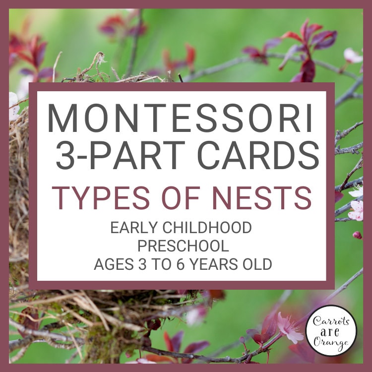 Montessori 3 Part Cards Types of Bird Nests - Etsy
