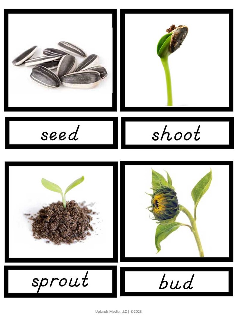 Flower Montessori Preschool Activities Pack - Spring - Etsy