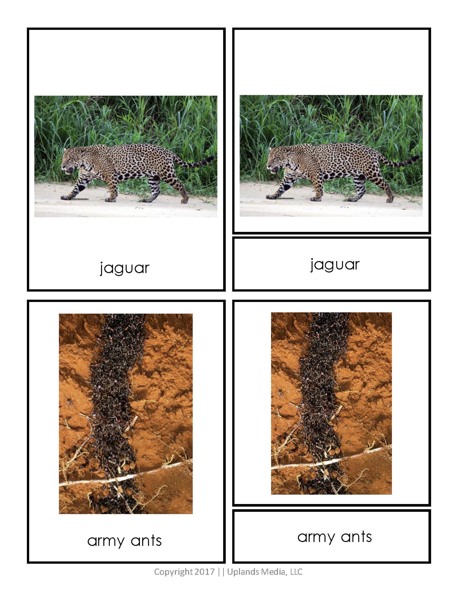 Animal Habitats - Animals of the Rainforest - Montessori 3 Part Cards ...