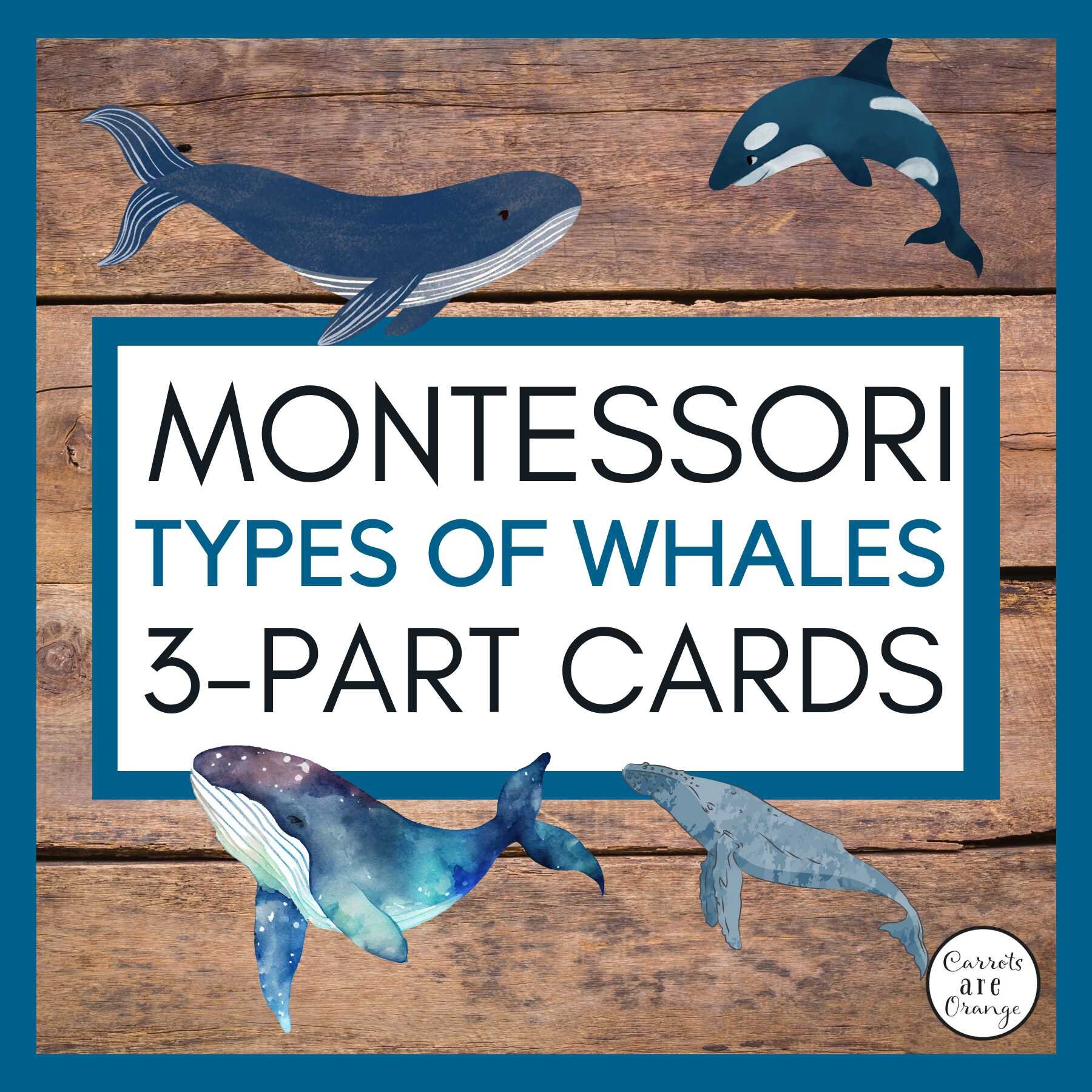 Montessori 3 Part Cards - Types of Whales - Etsy