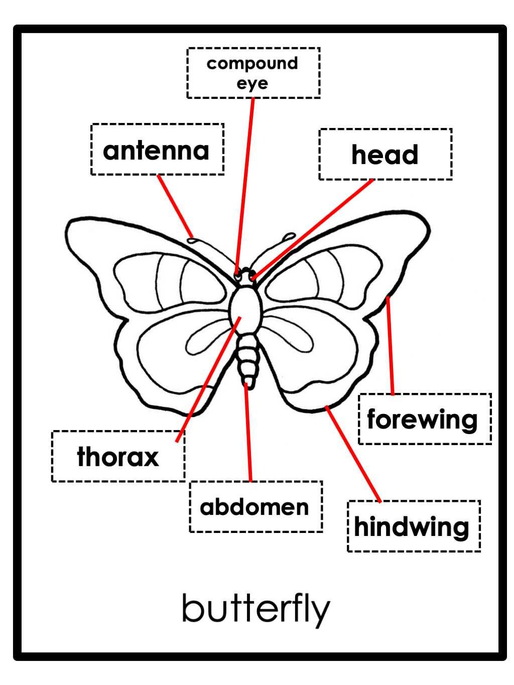 Butterfly Life Cycle Preschool Activities Pack Montessori Inspired - Etsy