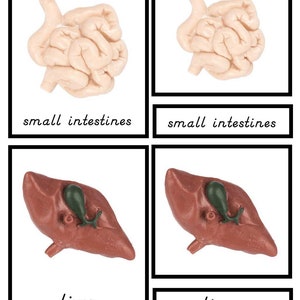 Montessori Human Organs Activity - Etsy