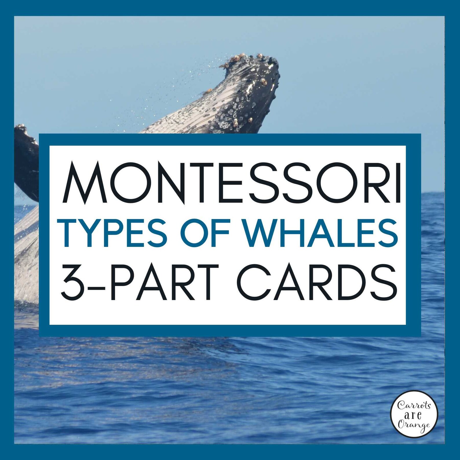 Montessori 3 Part Cards - Types of Whales - Etsy