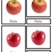 Apple Theme Activities Pack Montessori Inspired - Etsy