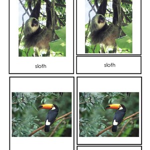 Animal Habitats - Animals of the Rainforest - Montessori 3 Part Cards ...