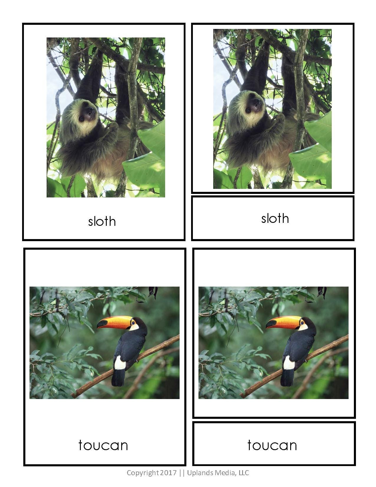 Animal Habitats - Animals of the Rainforest - Montessori 3 Part Cards ...
