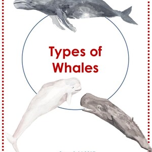 Montessori 3 Part Cards - Types of Whales - Etsy