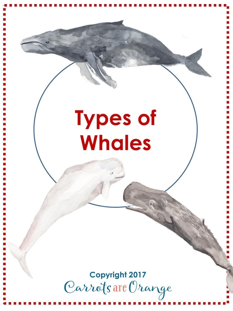 Montessori 3 Part Cards - Types of Whales - Etsy